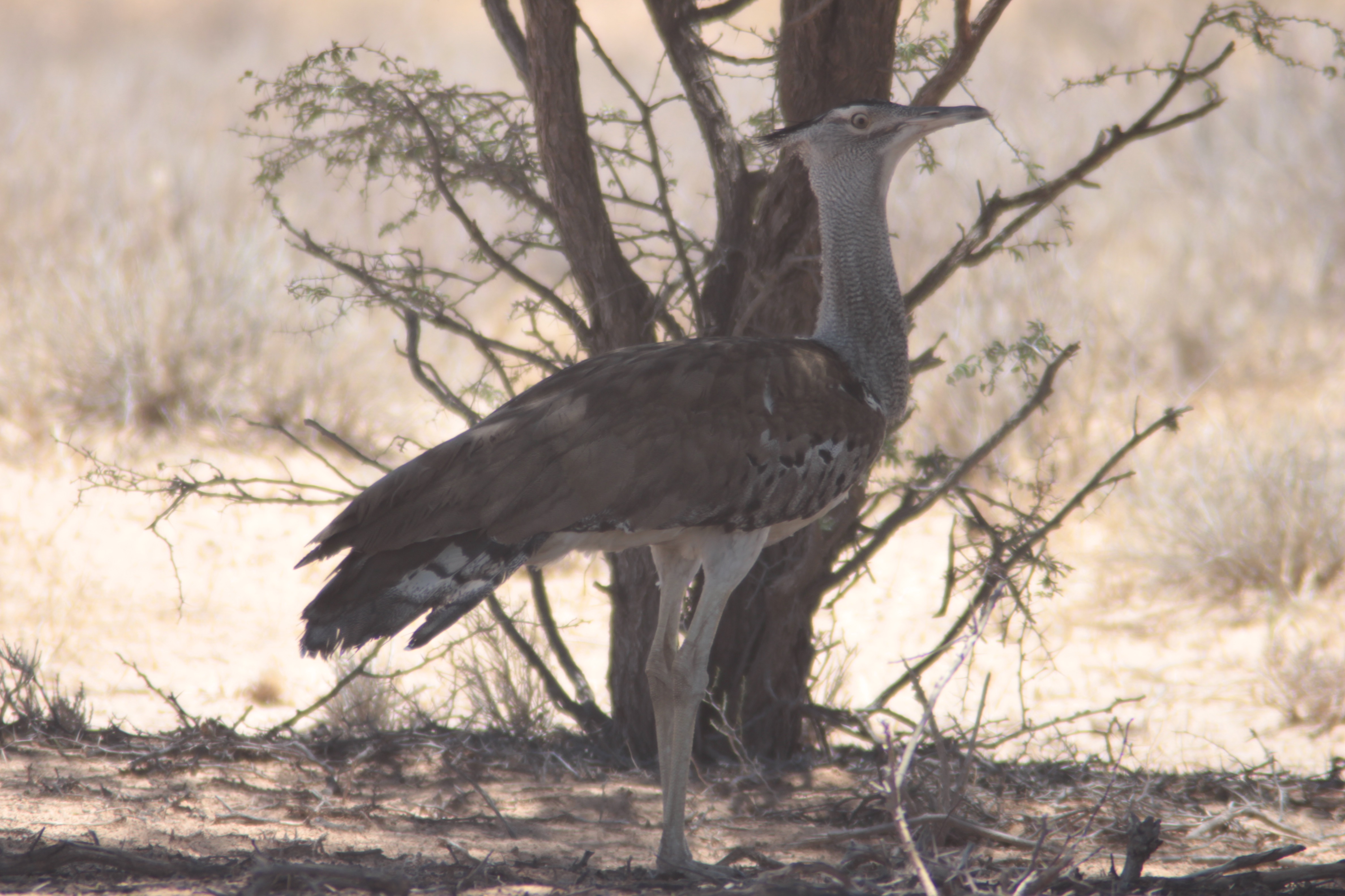 Beasts of Botswana – The Kori Bustard – Venturesome Overland
